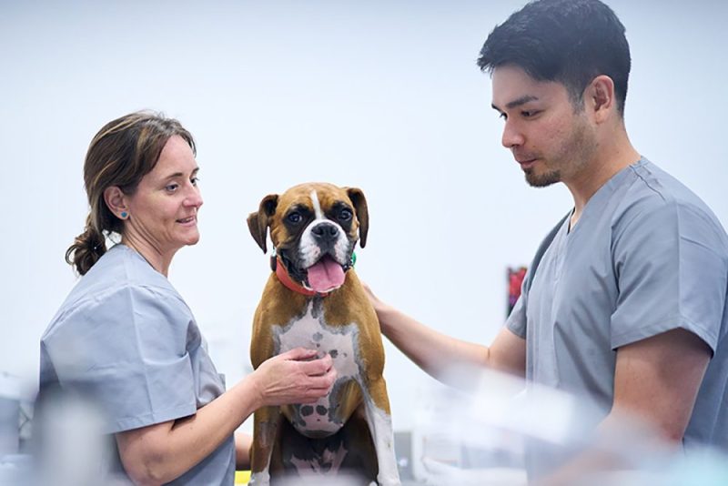 Our People | ARC Vets